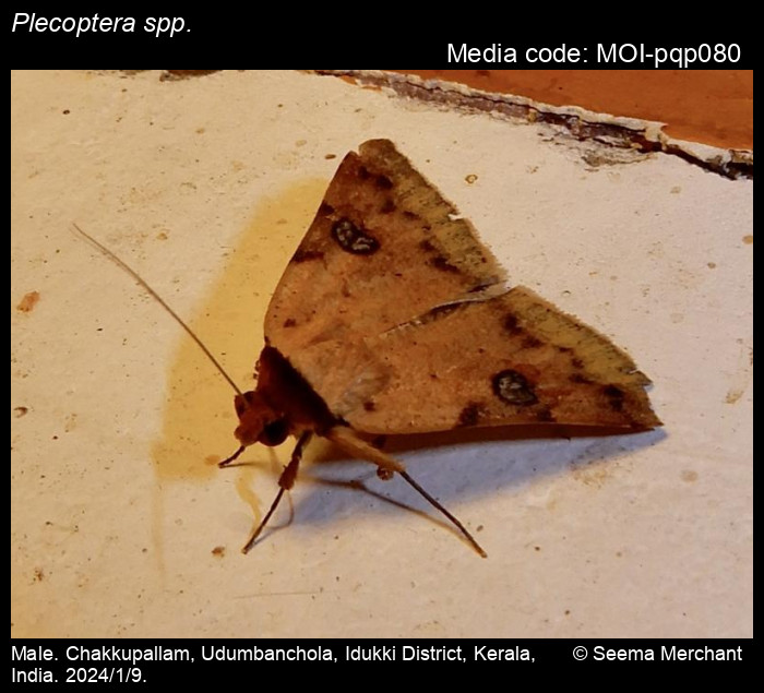 Plecoptera spp. | Moths